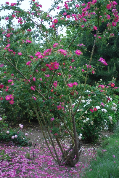 Historical & Species Roses - Western Reserve Herb Society